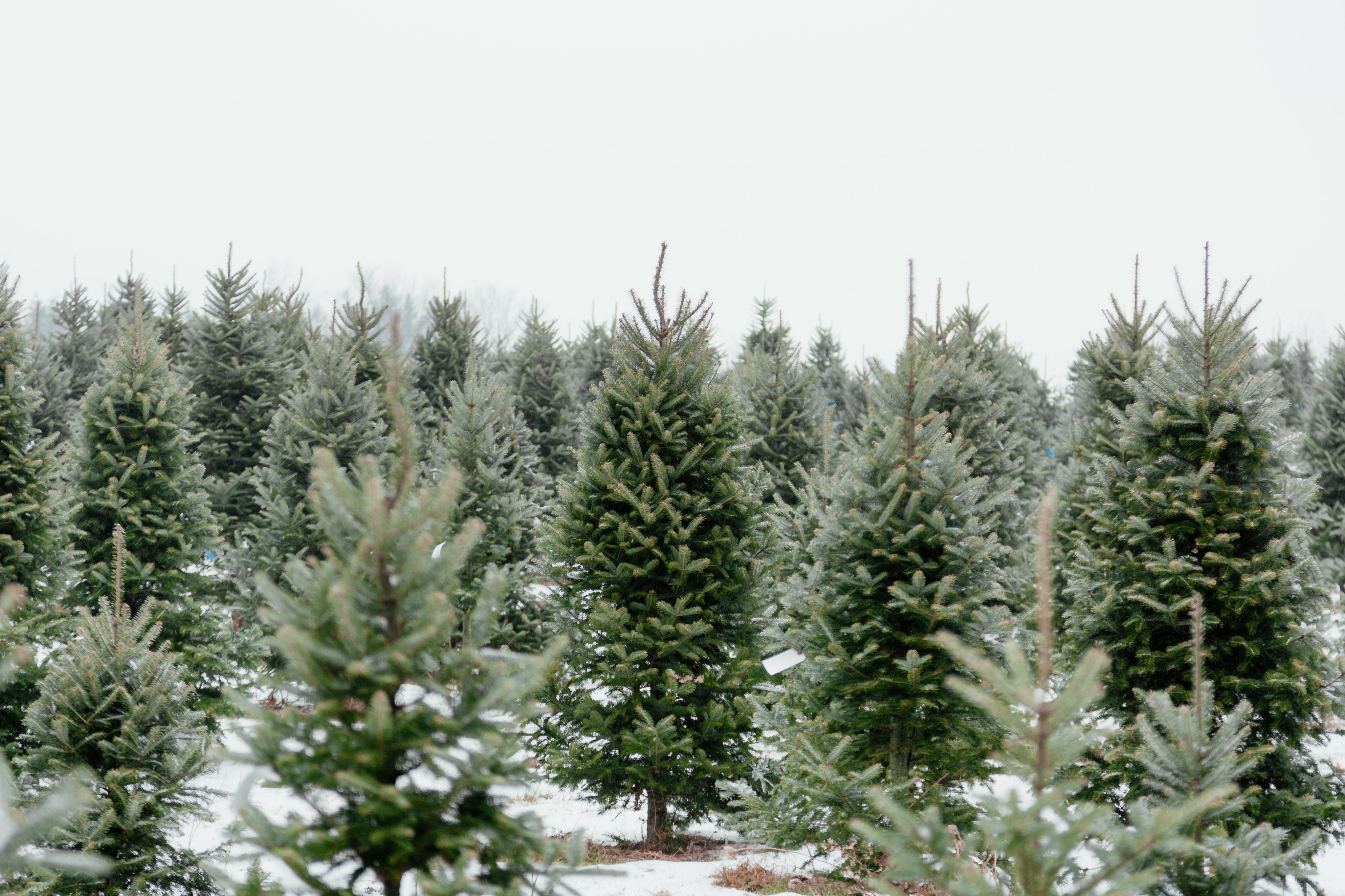 Clements Christmas Trees